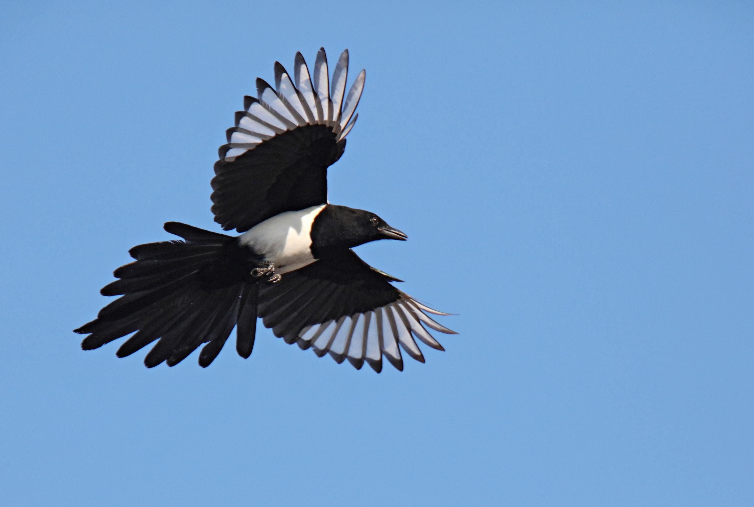 Harakka osaa lajitella roskia | Tämä on toiveiden täyttymys | Apu