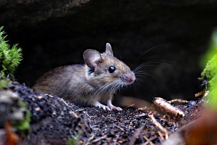 Tätä söpöliiniä et halua kotiisi – Tunnista pihan hiirulaiset | Apu