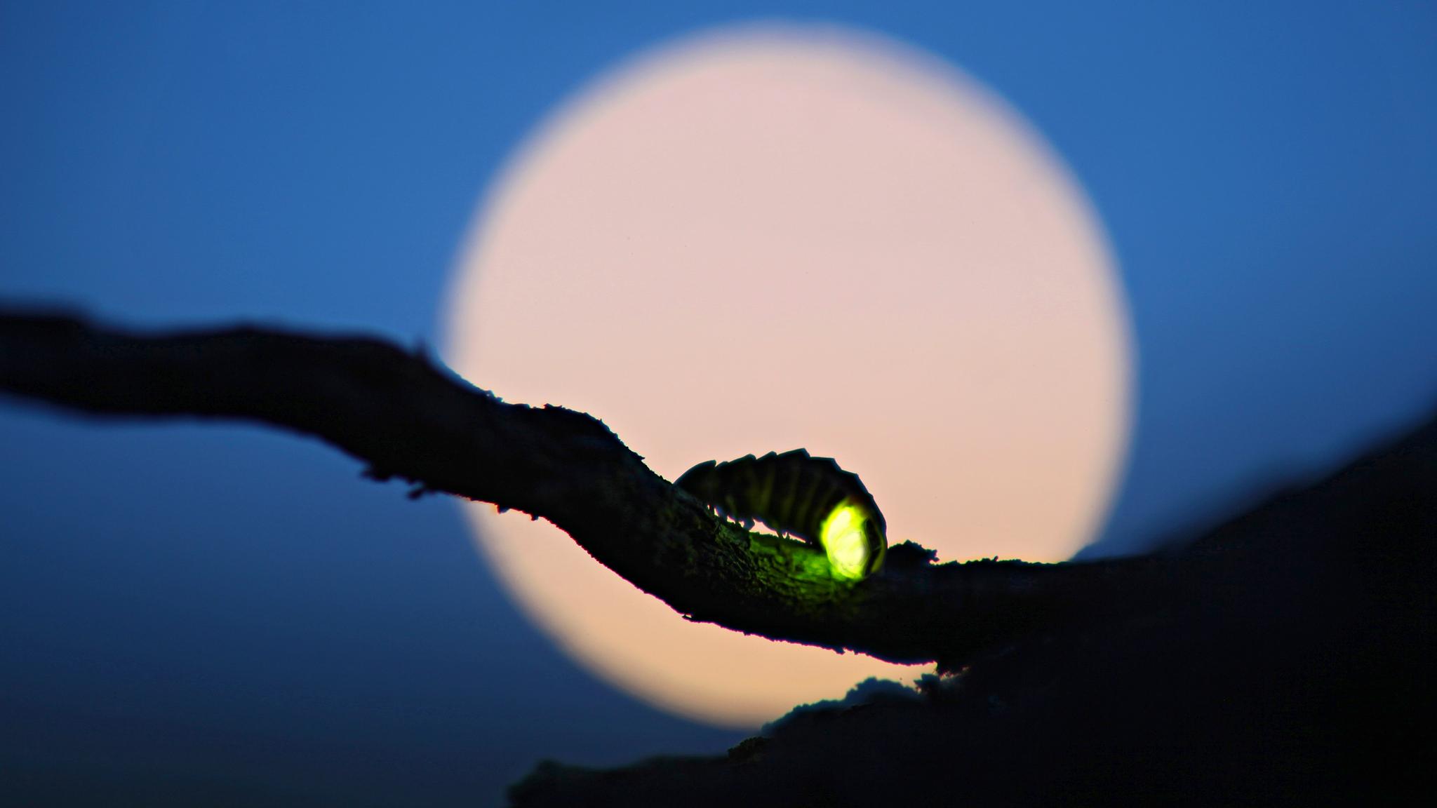 Kiiltomato on luonnon pieni puistokemisti – upeat kuvat kesäyöstä | Apu