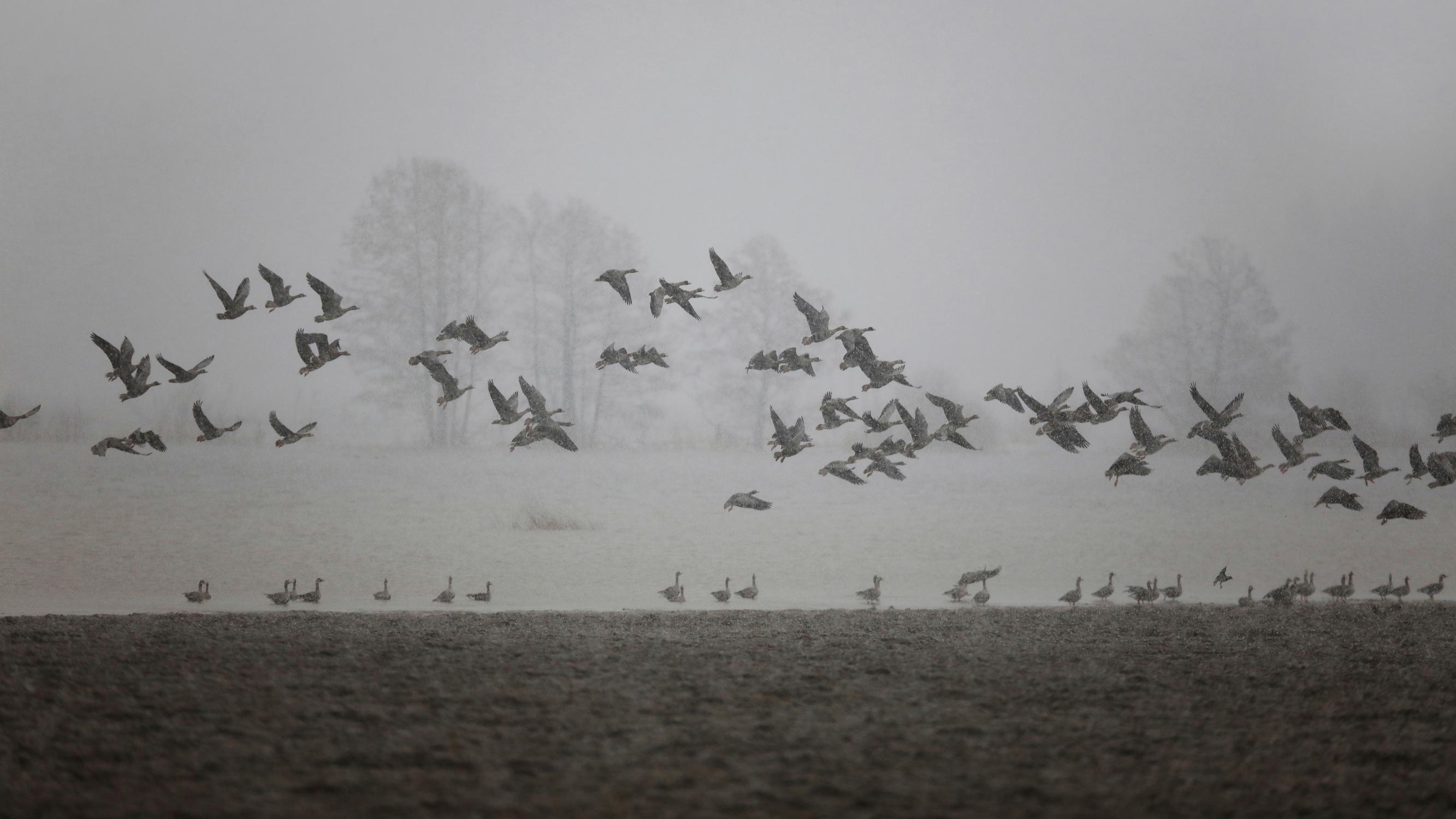 Kevätmuutto | Tundrahanhi on arktinen vieras itärajan takaa | Apu