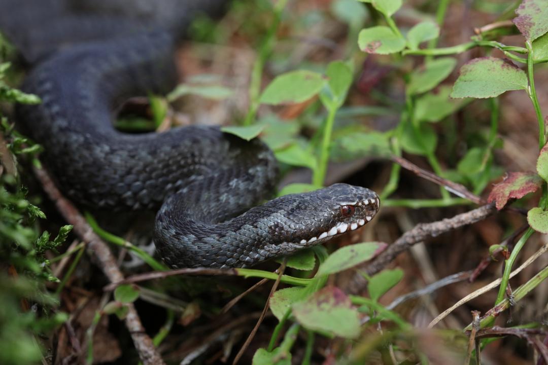 Musta kyy on suomalainen poikkeus | Suurin osa niistä on naaraita | Apu