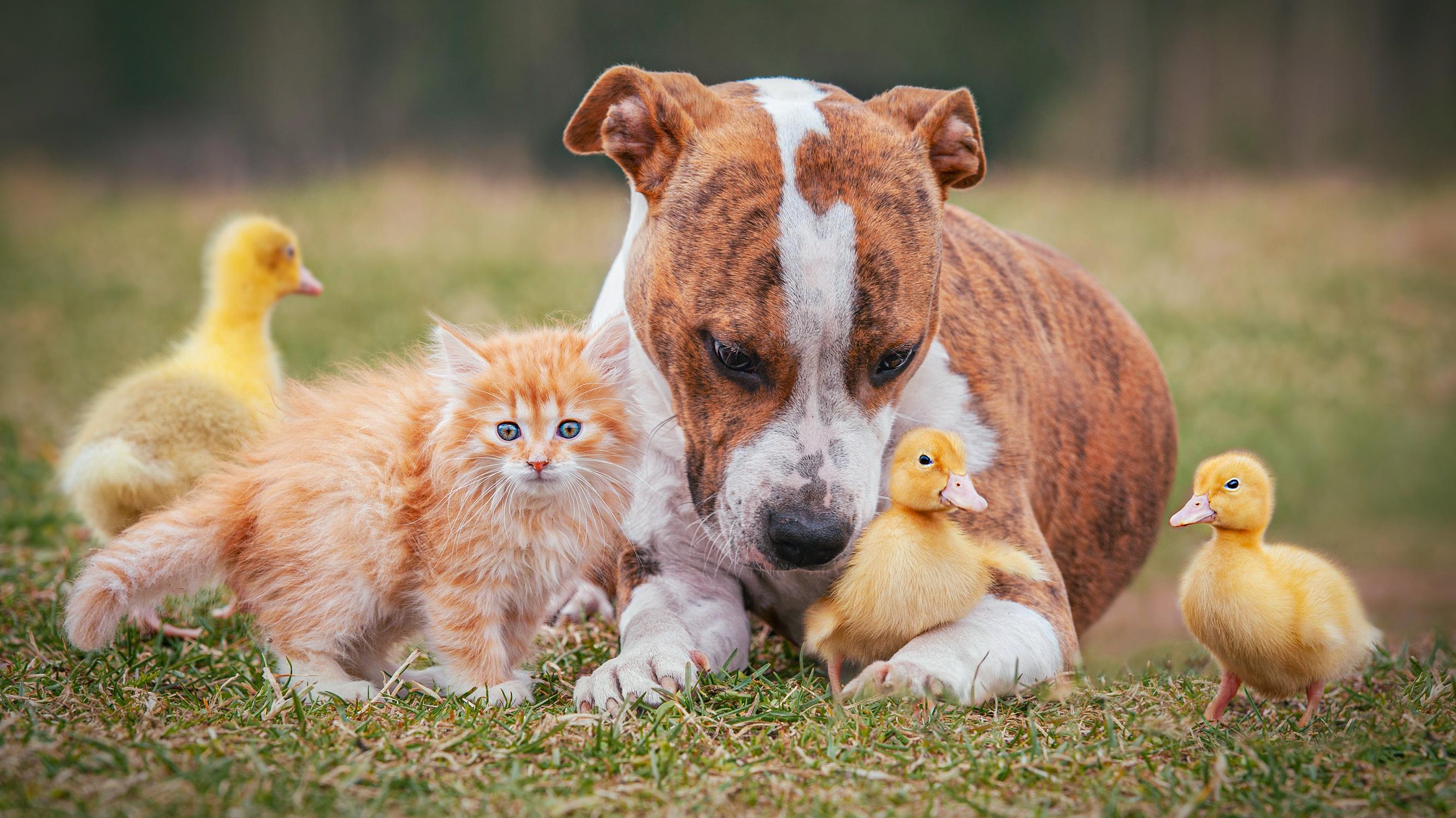 Jättikö eläin lähtemättömän jäljen sydämeesi? Kerro tarinanne | Apu