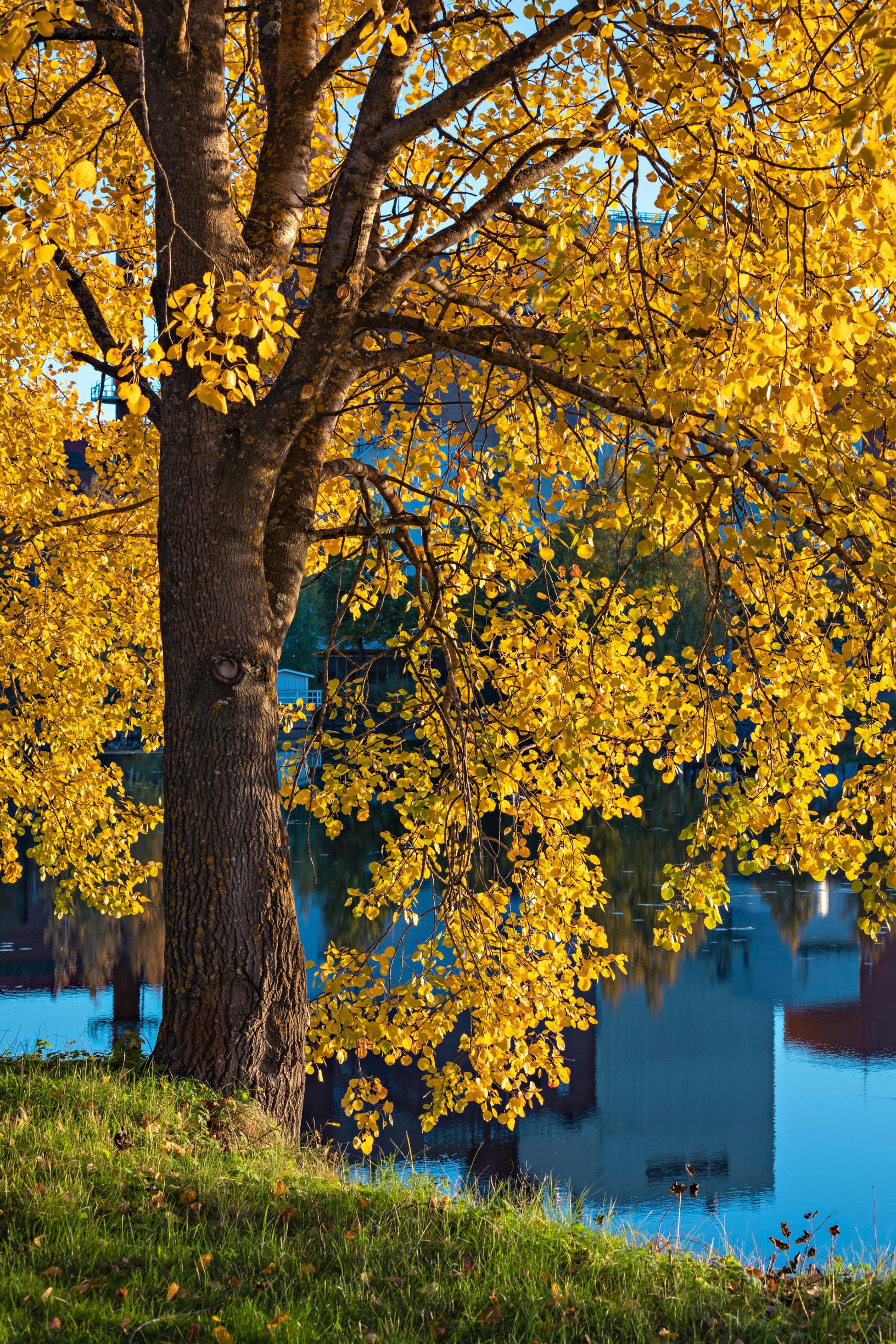 Haapa on biologisesti arvokas ja monille välttämätön kumppani | Apu