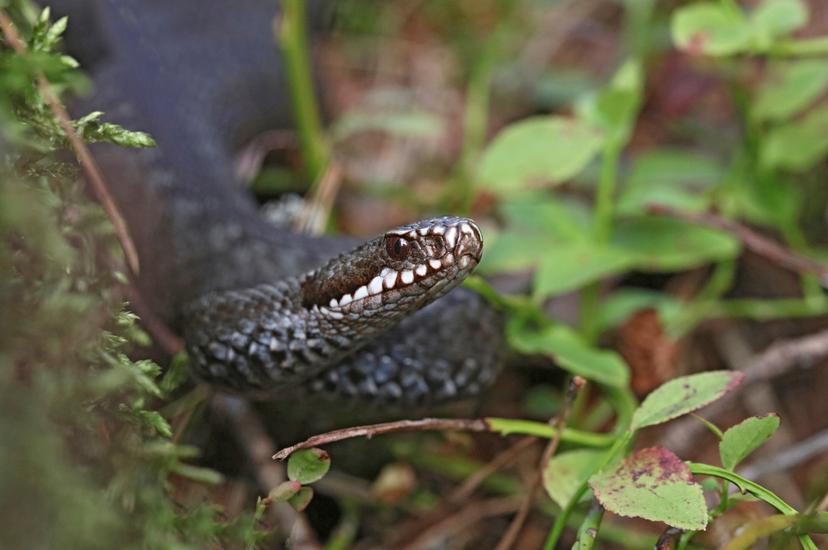 Musta kyy on suomalainen poikkeus | Suurin osa niistä on naaraita | Apu